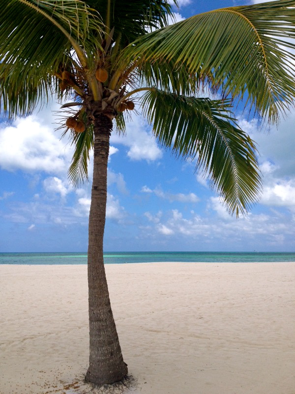 Palm – Abroad With Ashley